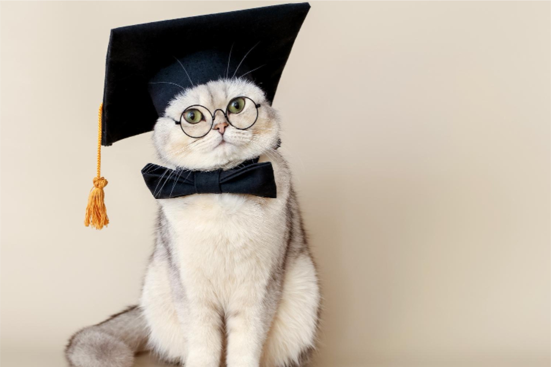 How Smart Are Cats? Science Facts About Their Hidden Genius - HansCo