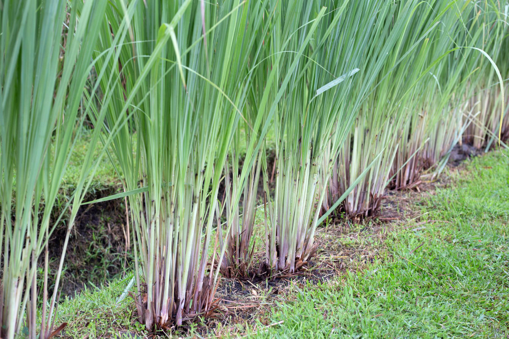 Easy Guide to Growing Lemongrass for Fresh & Great Flavor - HansCo