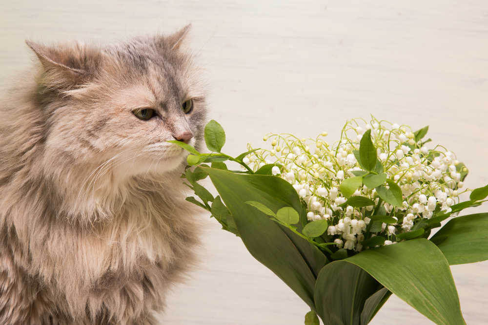 Safe Flowers for Cats: A Complete Pet-Friendly Guide - HansCo